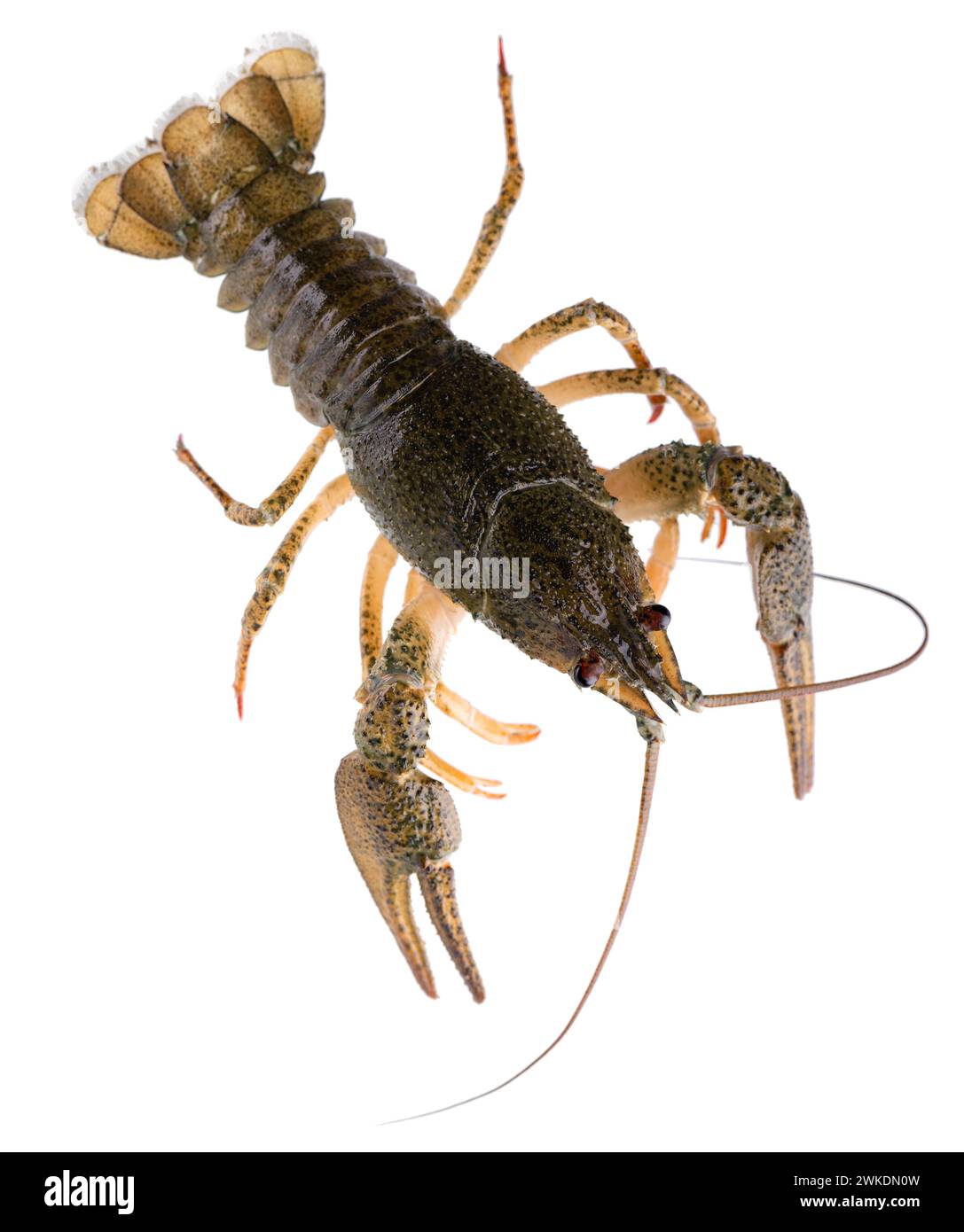 Live crayfish isolated on white background. Clipping path. Top view ...