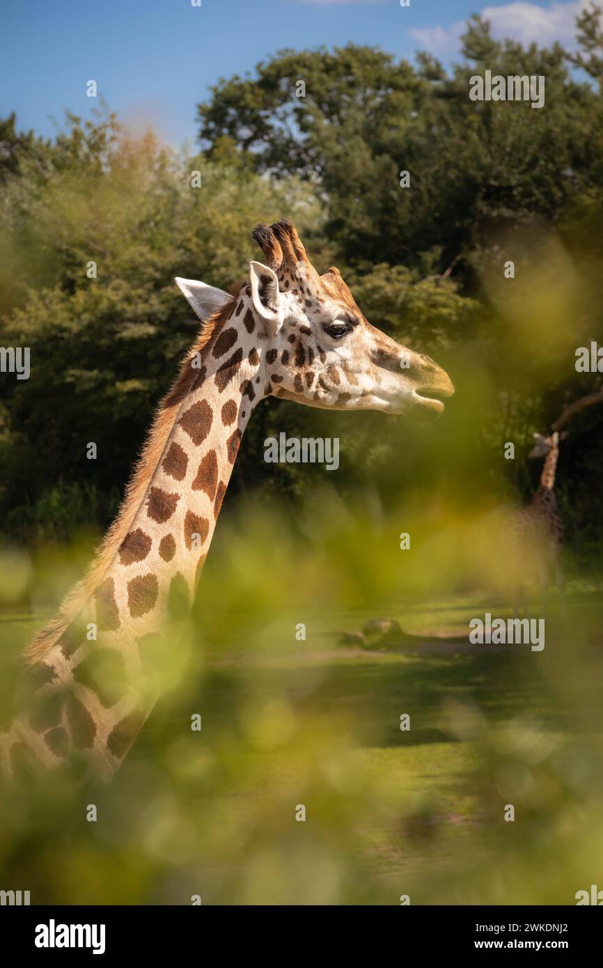 Vertical Portrait of Baringo Giraffe in Zoological Garden. Giraffa ...
