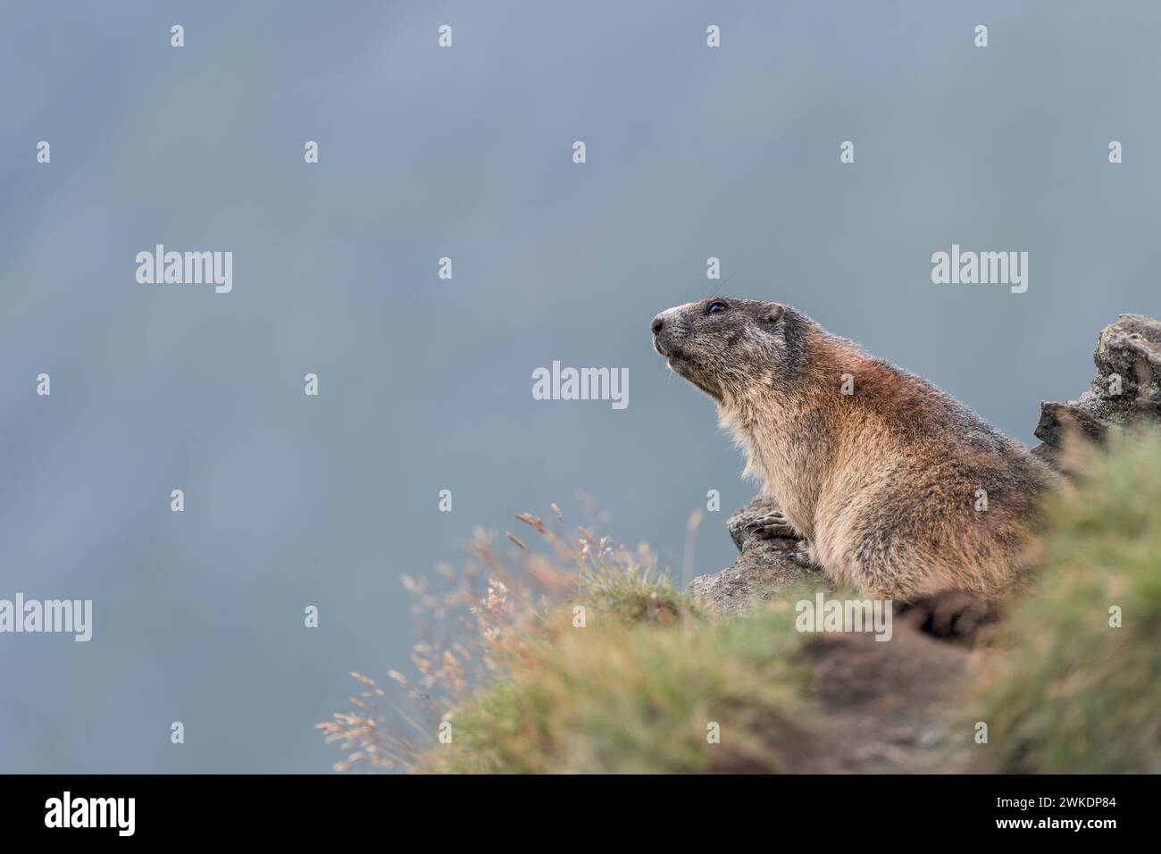 groundhog in the alps by Austria Stock Photo - Alamy