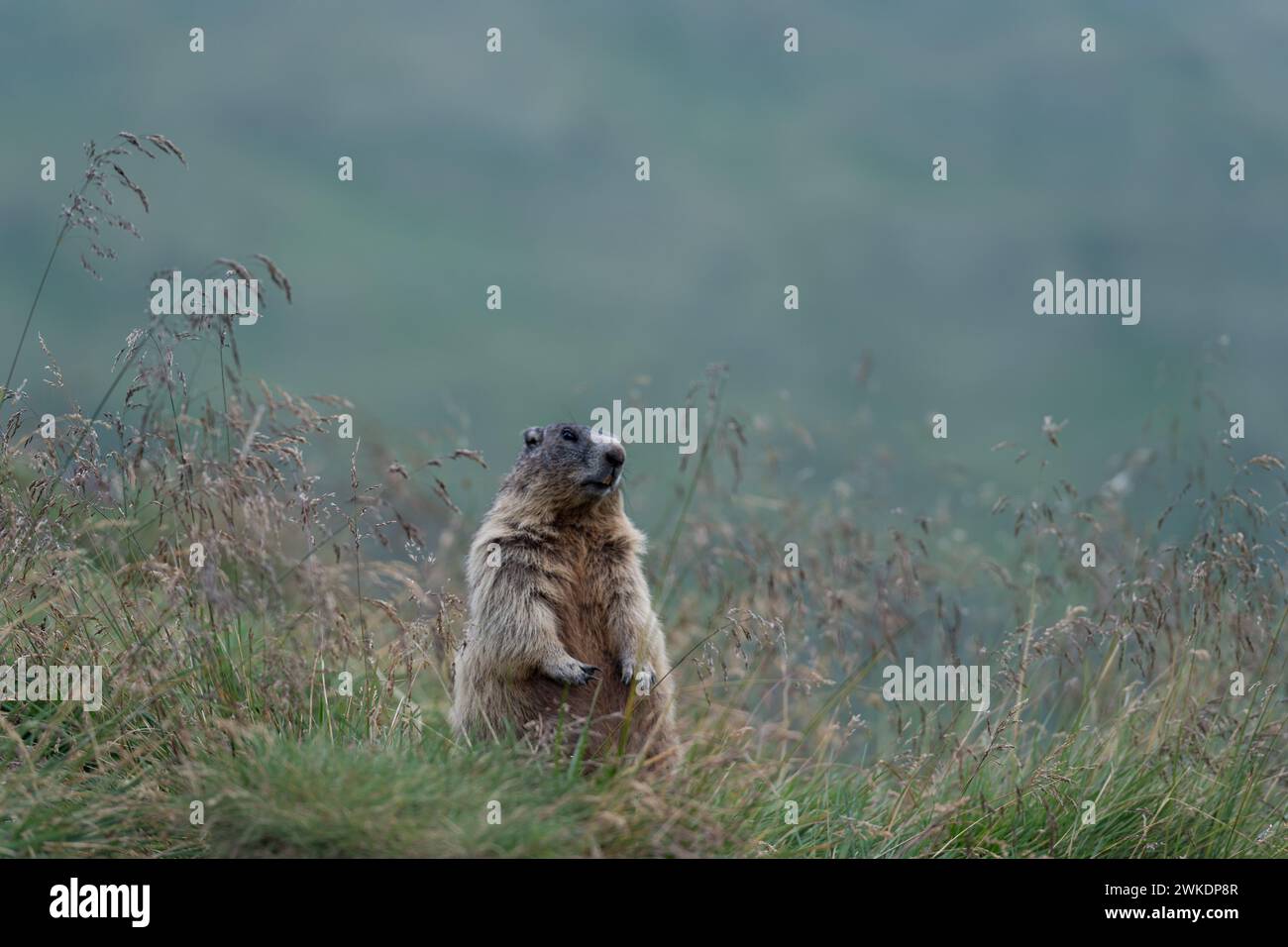 groundhog in the alps by Austria Stock Photo - Alamy