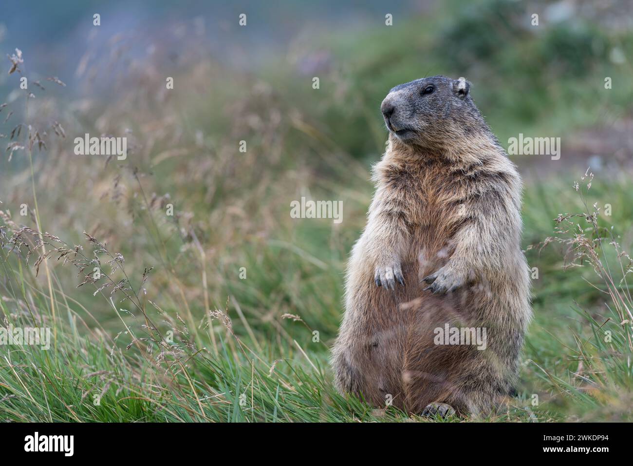 groundhog in the alps by Austria Stock Photo - Alamy