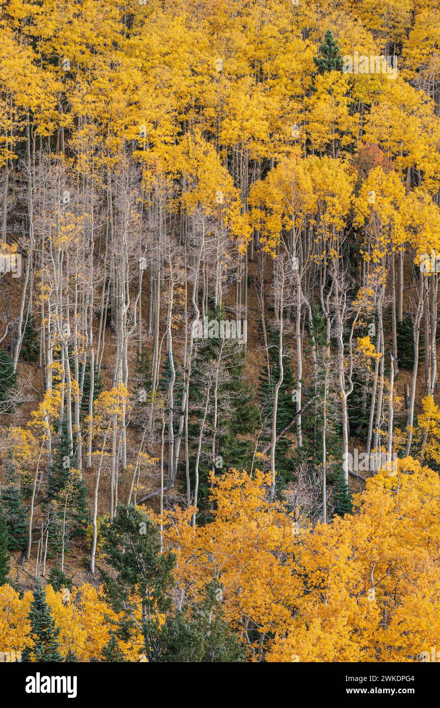 FALL FOLIAGE, SANGRE DE CRISTO MOUNTAINS, SANTA FE, NM, USA Stock Photo ...