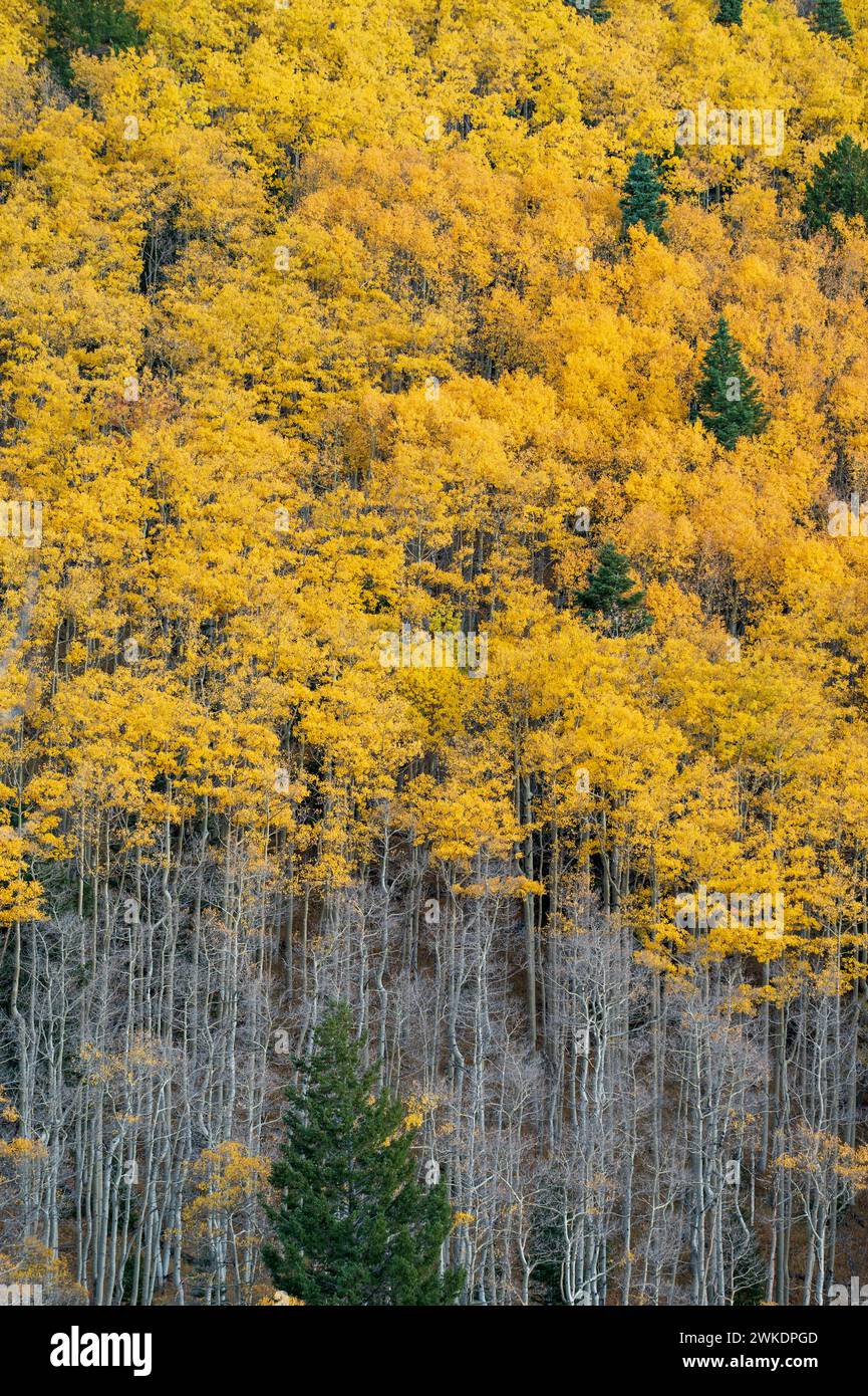 FALL FOLIAGE IN THE SANGRE DE CRISTO MOUNTAINS, SANTA FE, NM ,USA Stock ...