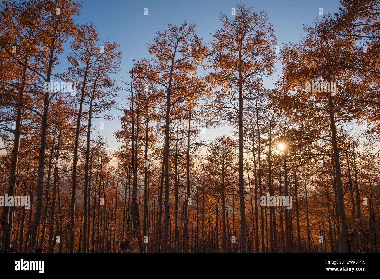 BACKLIT FALL FOLIAGE, SANGRE DE CRISTO MOUNTAINS, SANTA FE, NM, USA ...