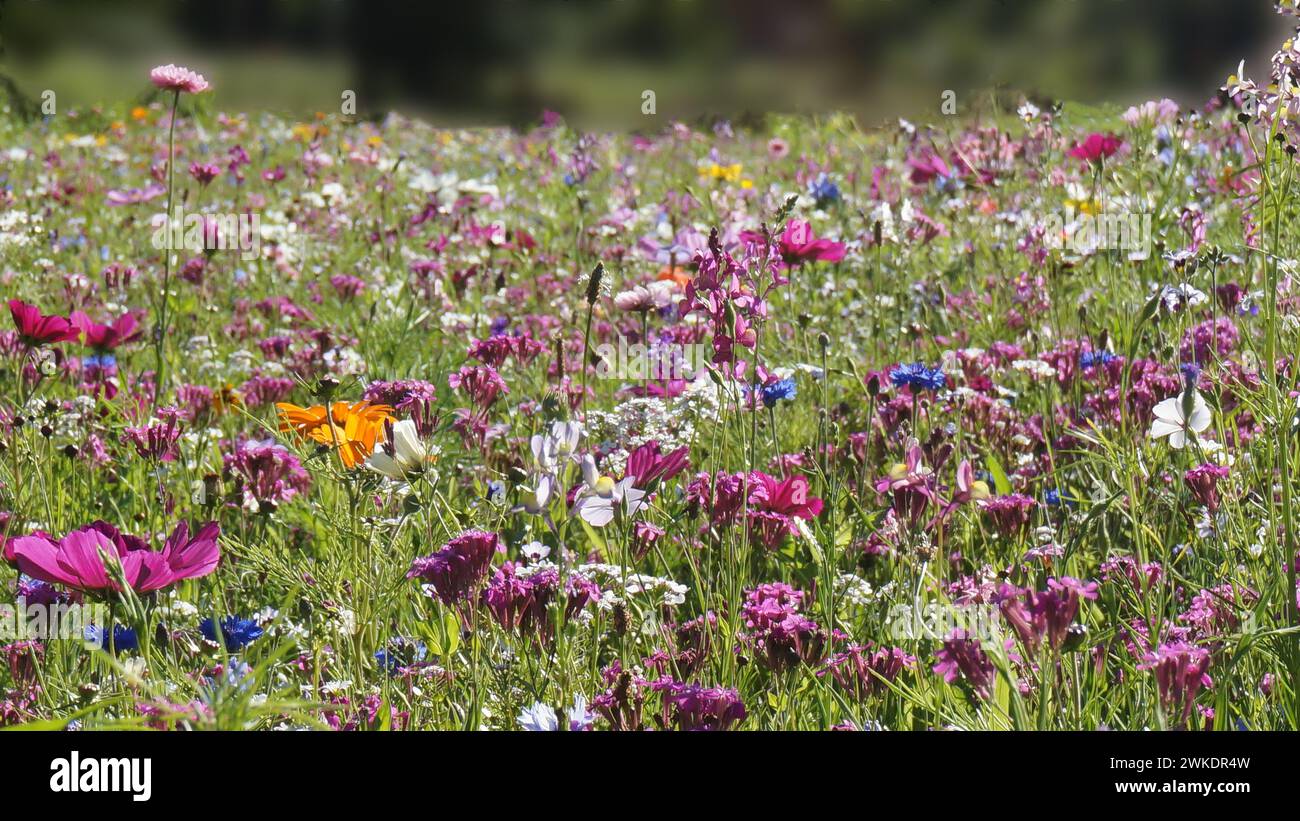 Cheerful season hi-res stock photography and images - Alamy