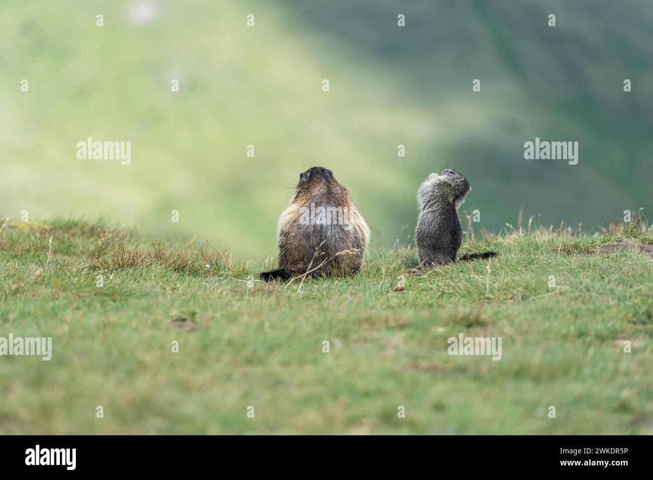 groundhog in the alps by Austria Stock Photo - Alamy
