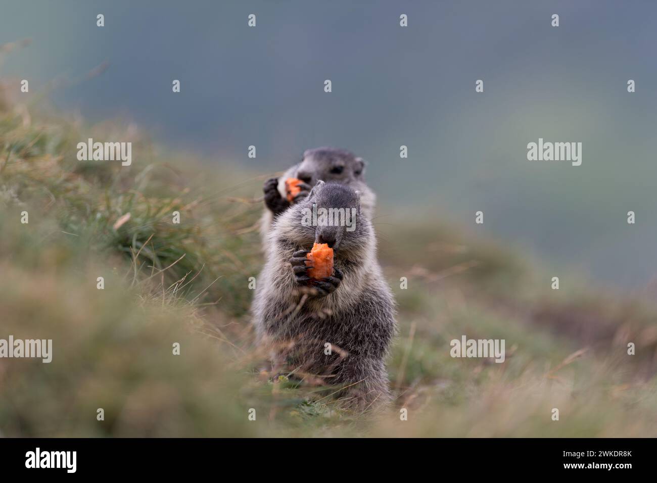 groundhog in the alps by Austria Stock Photo - Alamy