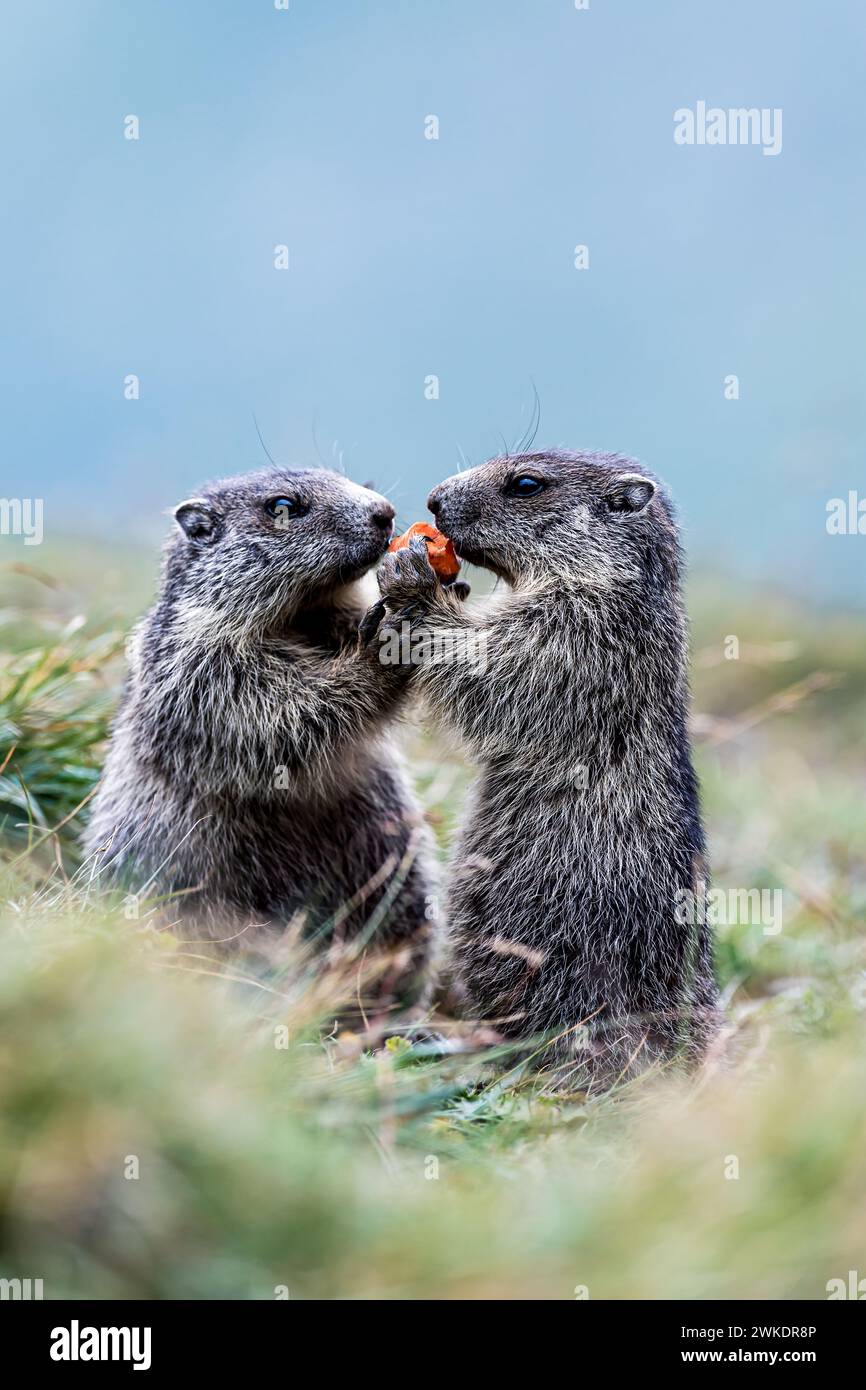 groundhog in the alps by Austria Stock Photo - Alamy