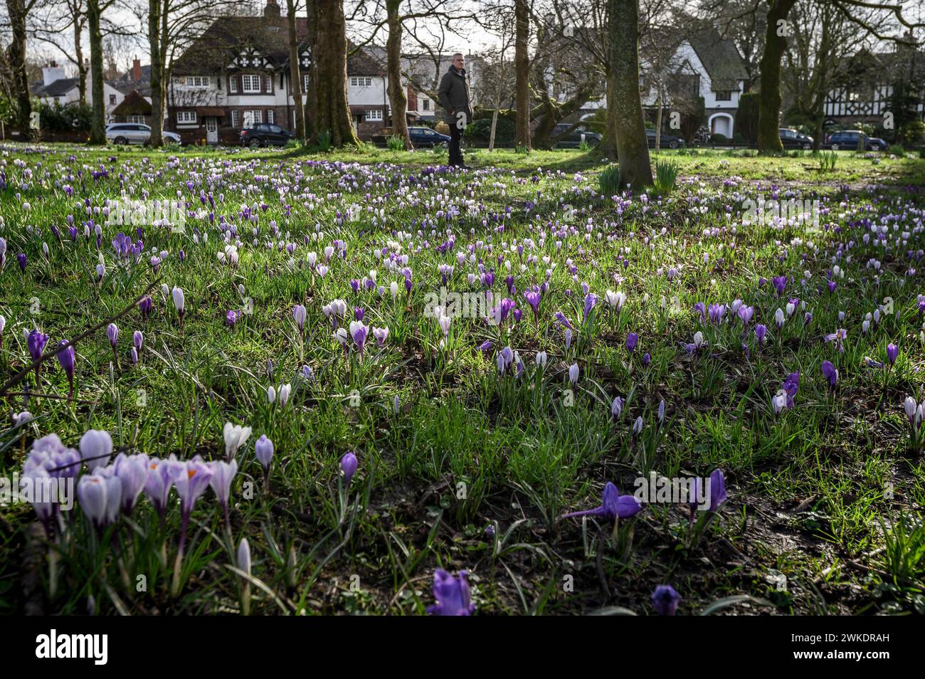 Worsley, Manchester, Tuesday February 20, 2024. A colourful crop of ...