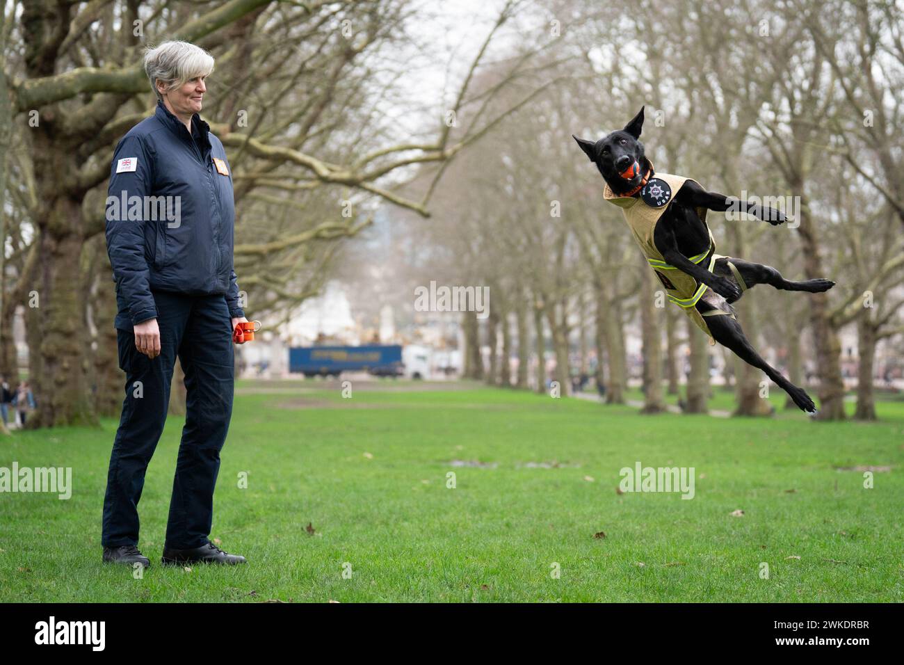 Finalist of the Crufts canine hero award, search and rescue dog Vesper ...