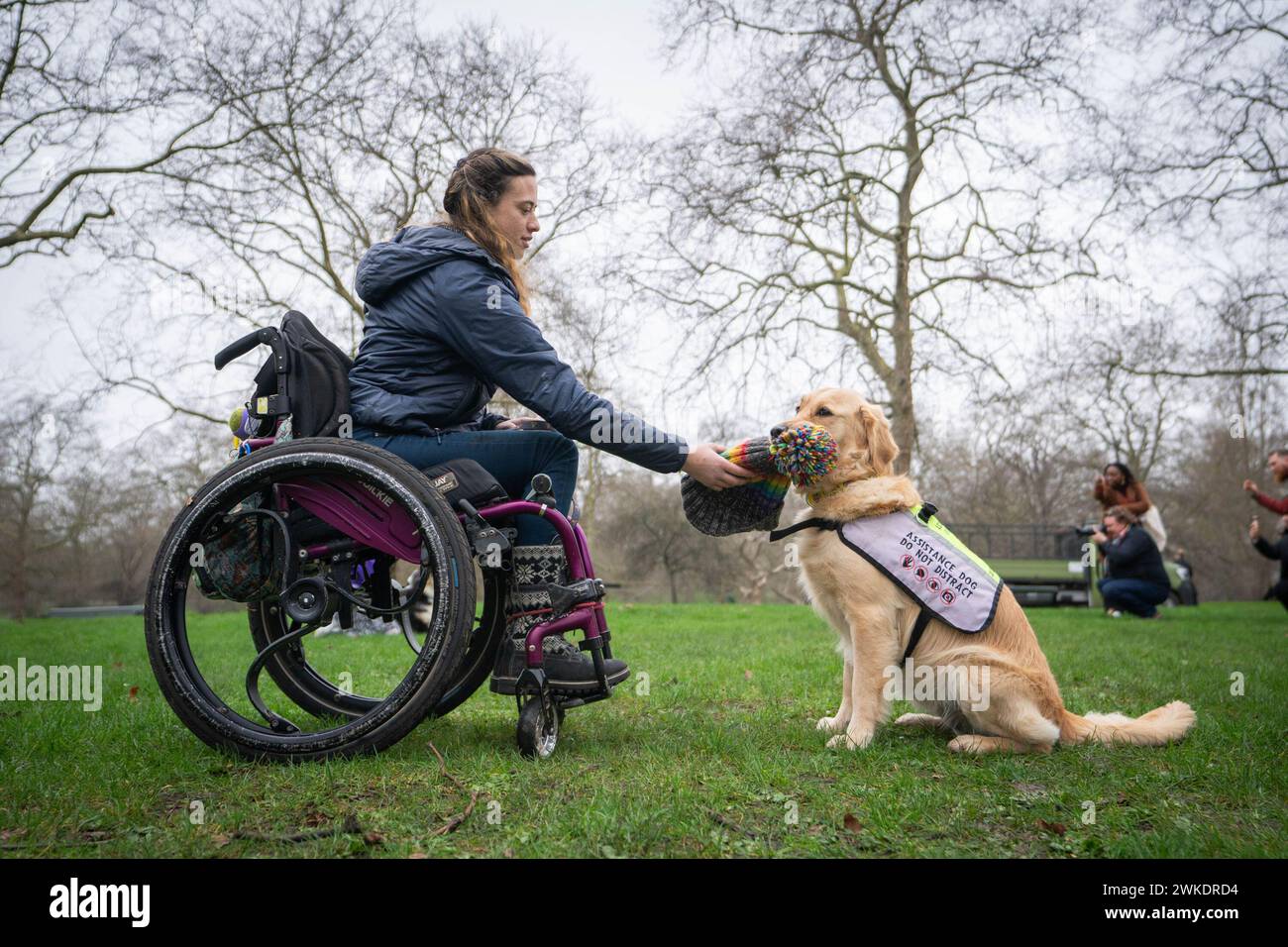 Finalist of the Crufts canine hero award golden retriever Phoebe with ...