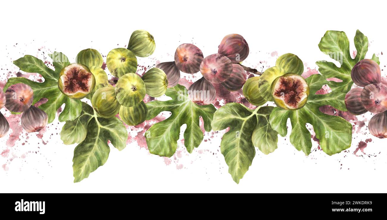 Branch of juicy, ripe green and purple figs with leaves on watercolor ...