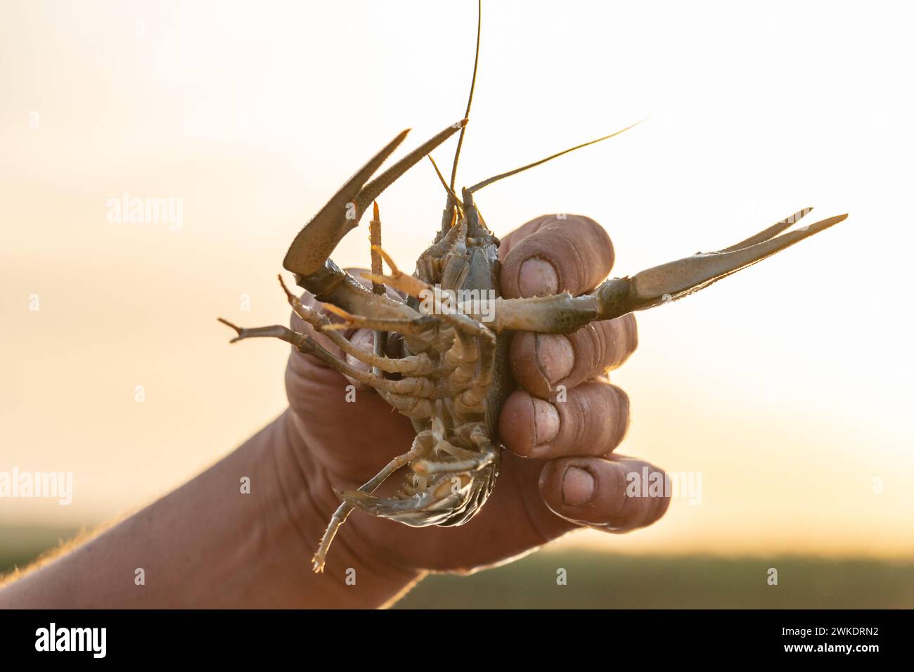 Catching crayfish while fishing, crayfish close-up Stock Photo - Alamy