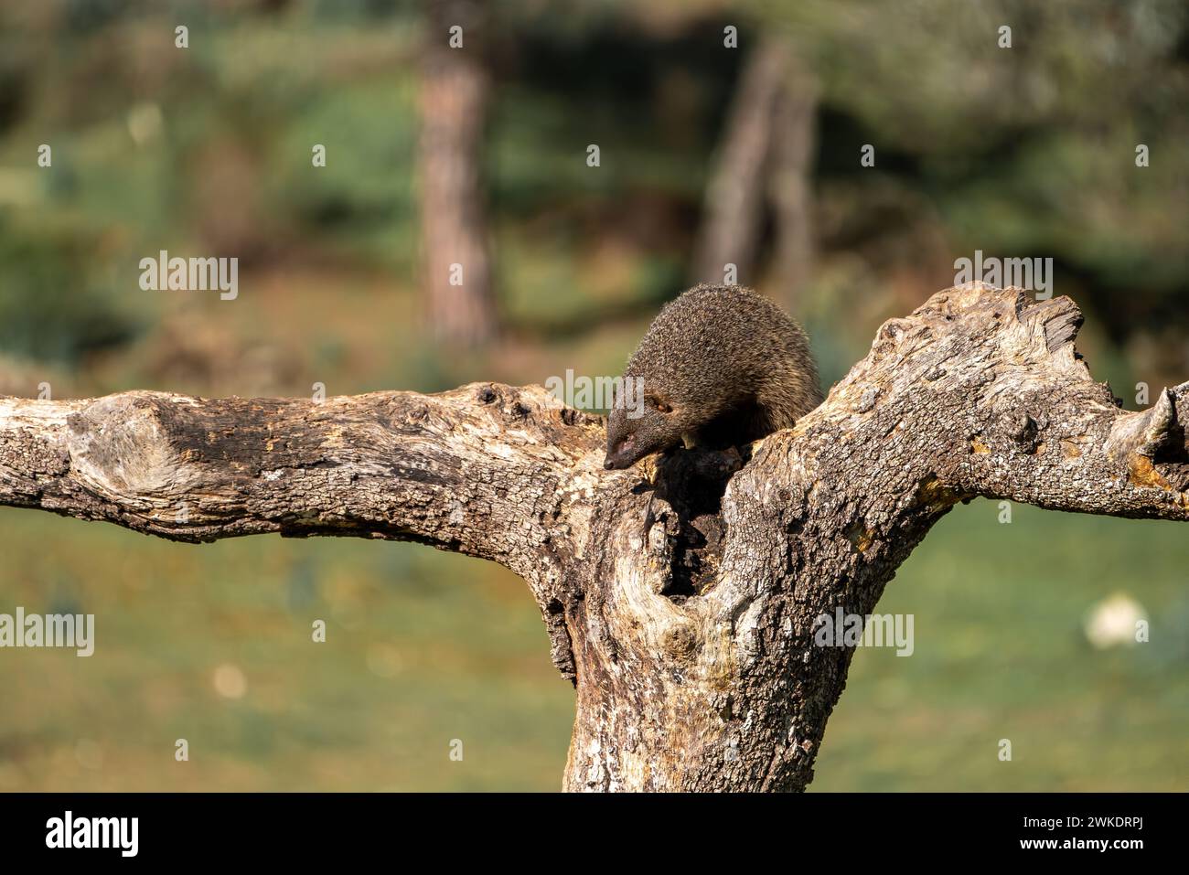 Beautiful portrait of a mongoose enjoying freedom in the Sierra Morena ...