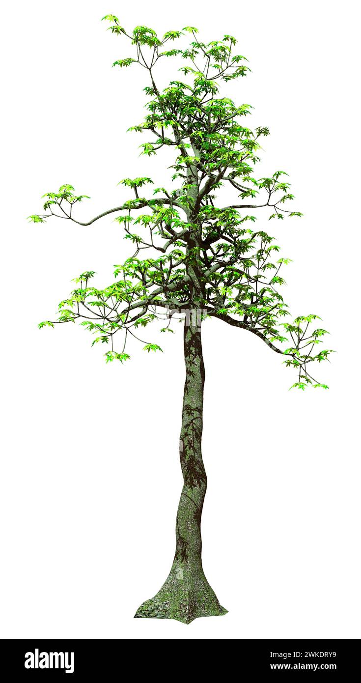 3D rendering of a pachira aquatica tree isolated on white background ...