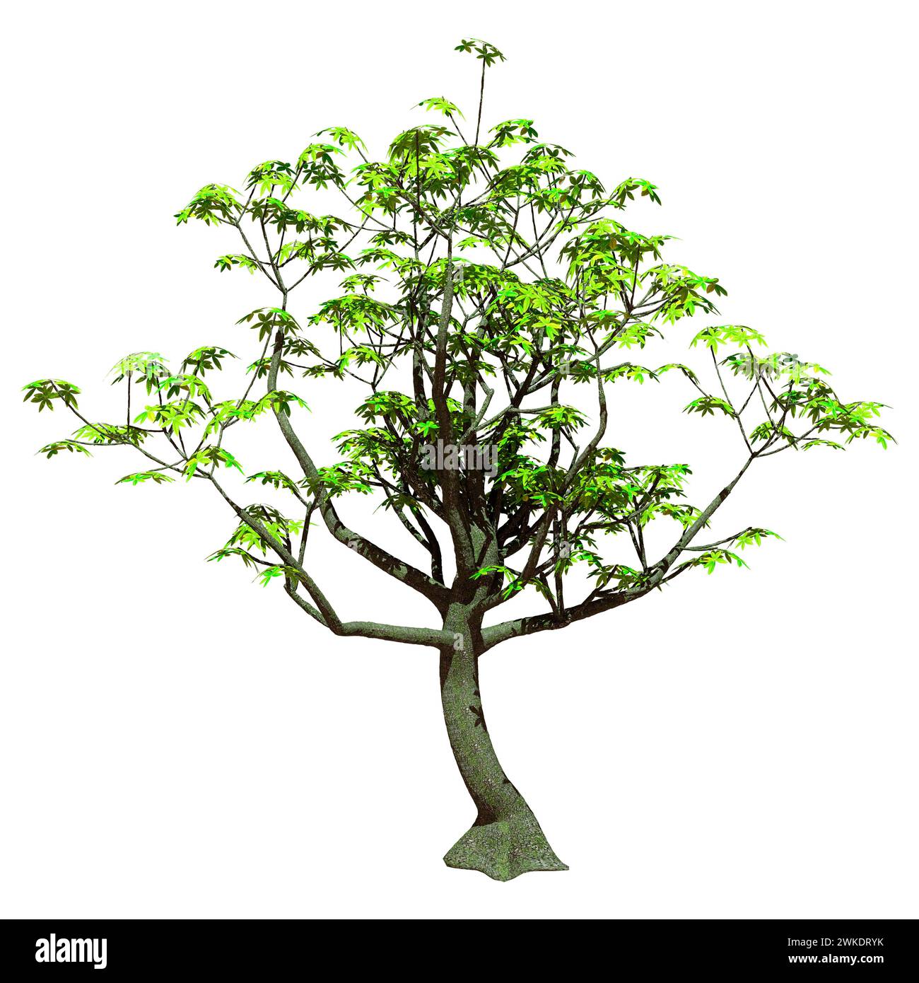 3D rendering of a pachira aquatica tree isolated on white background ...