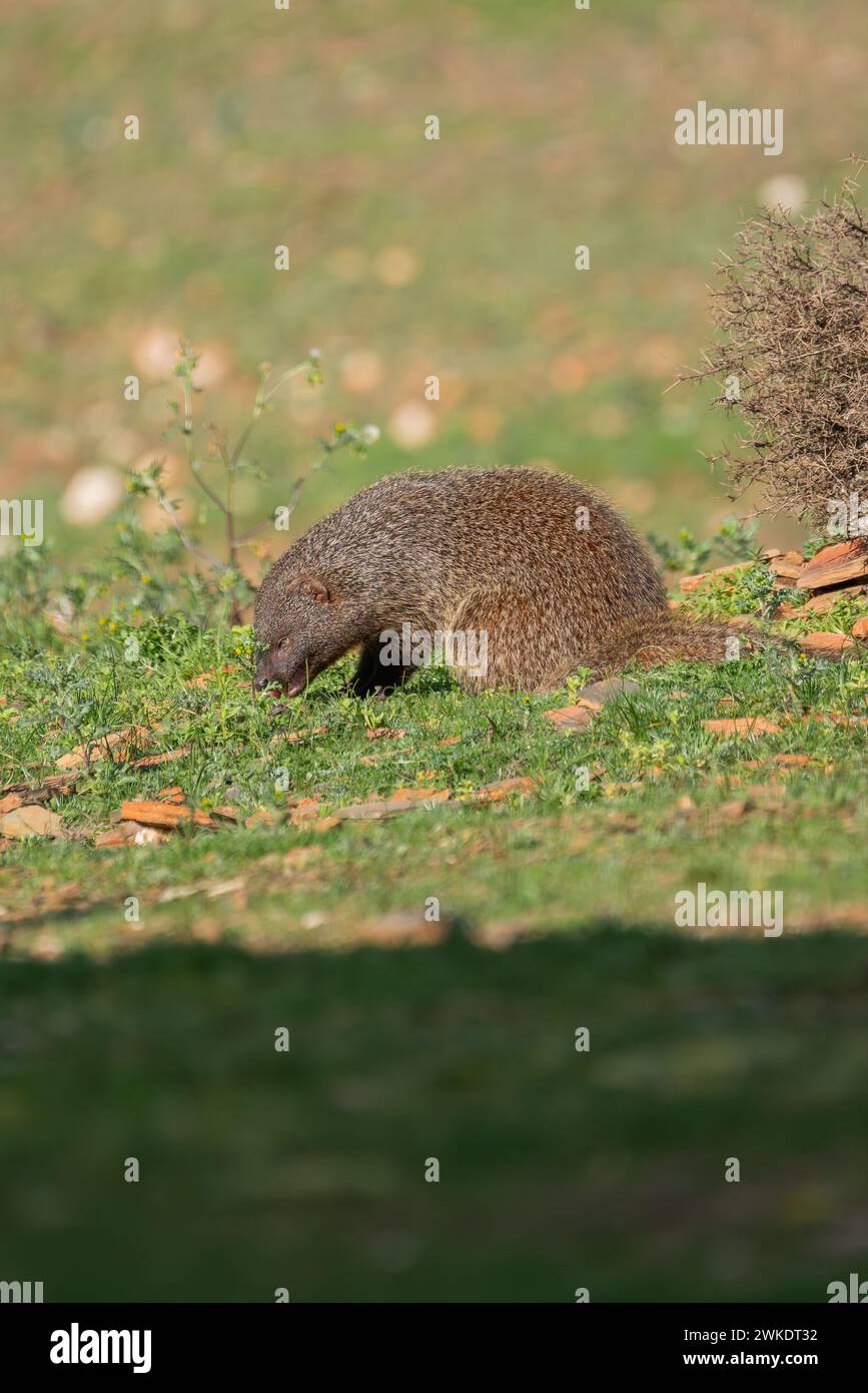 Beautiful portrait of a mongoose enjoying freedom in the Sierra Morena ...