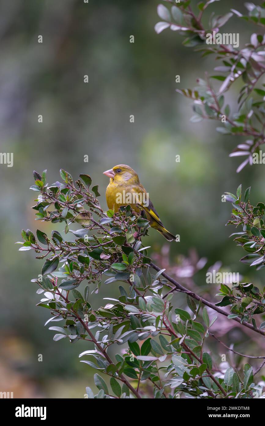 Beautiful close-up portraits of passerine birds in the middle of nature ...