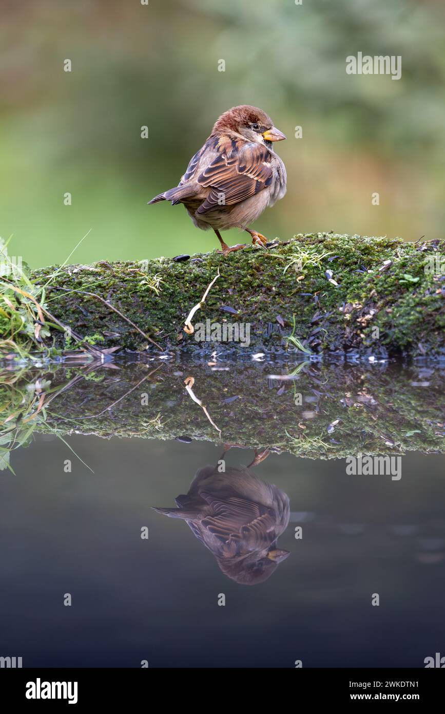 Beautiful close-up portraits of passerine birds in the middle of nature ...