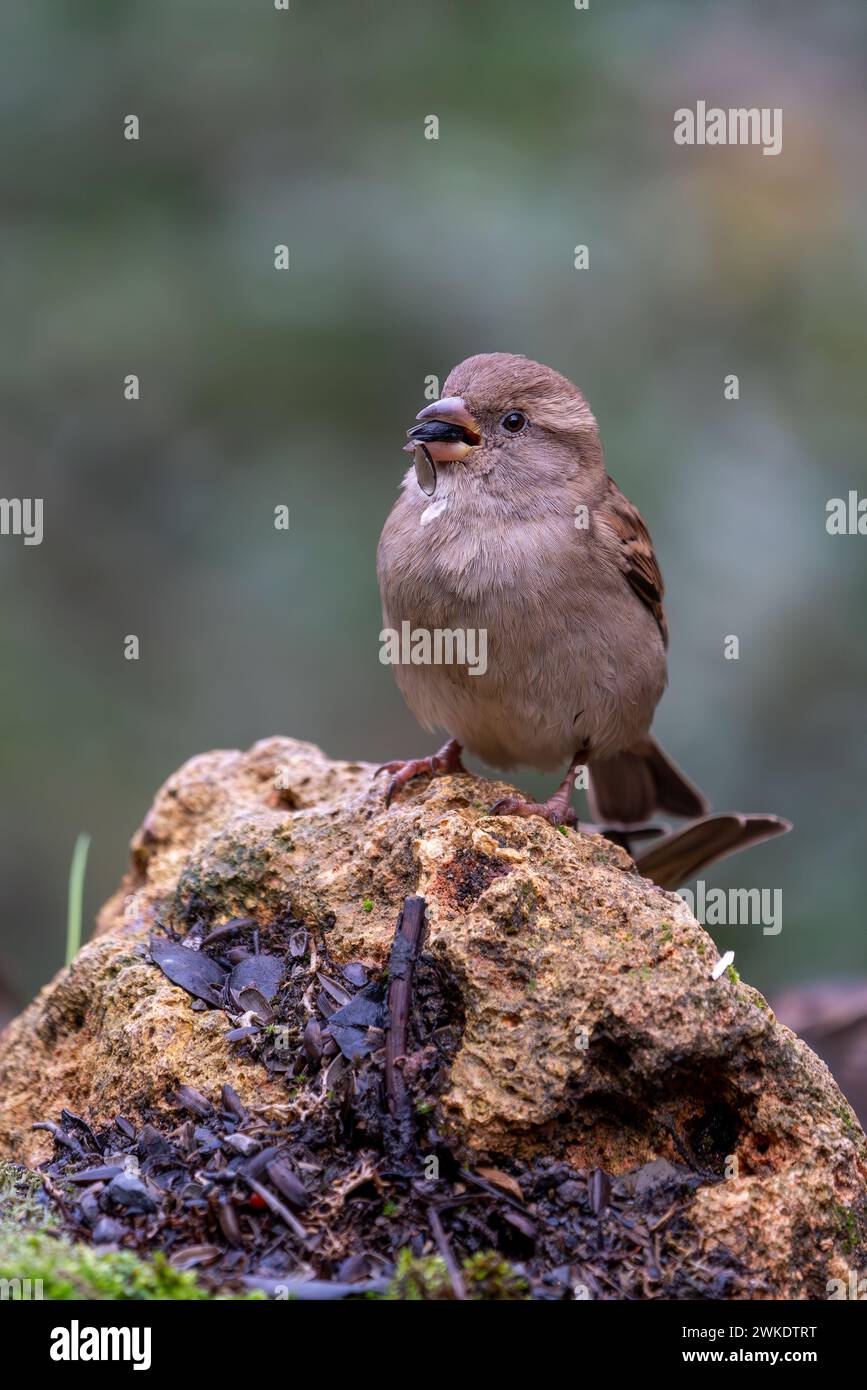 Beautiful close-up portraits of passerine birds in the middle of nature ...