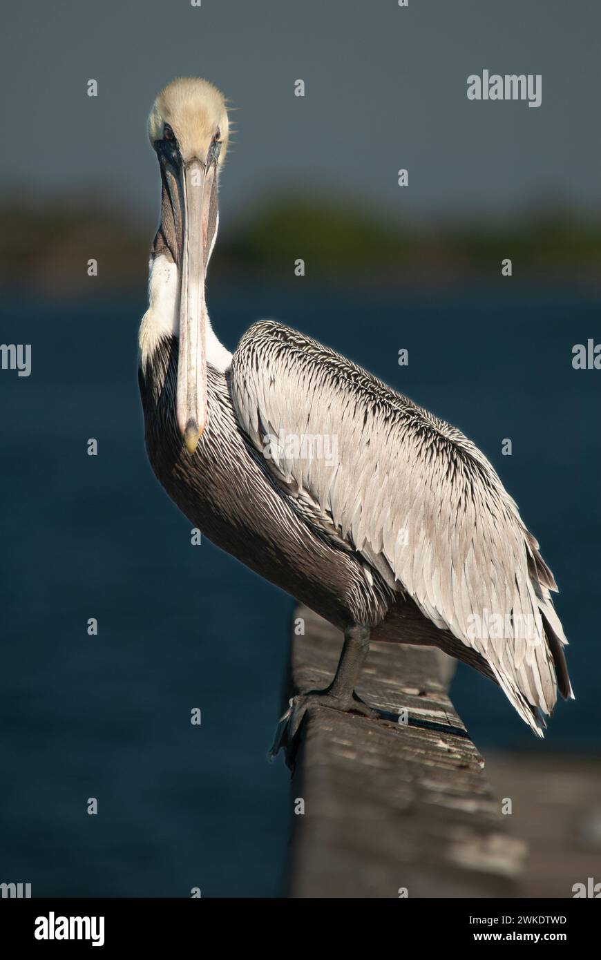 Michigan lake erie hi-res stock photography and images - Alamy