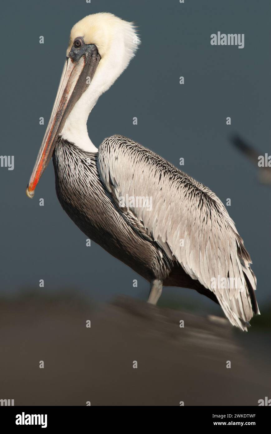 Michigan lake erie hi-res stock photography and images - Alamy