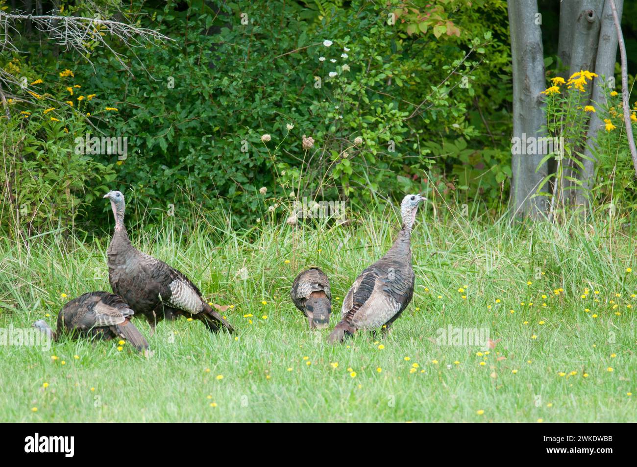 Wild Turkey family at the edge of the woods Stock Photo - Alamy