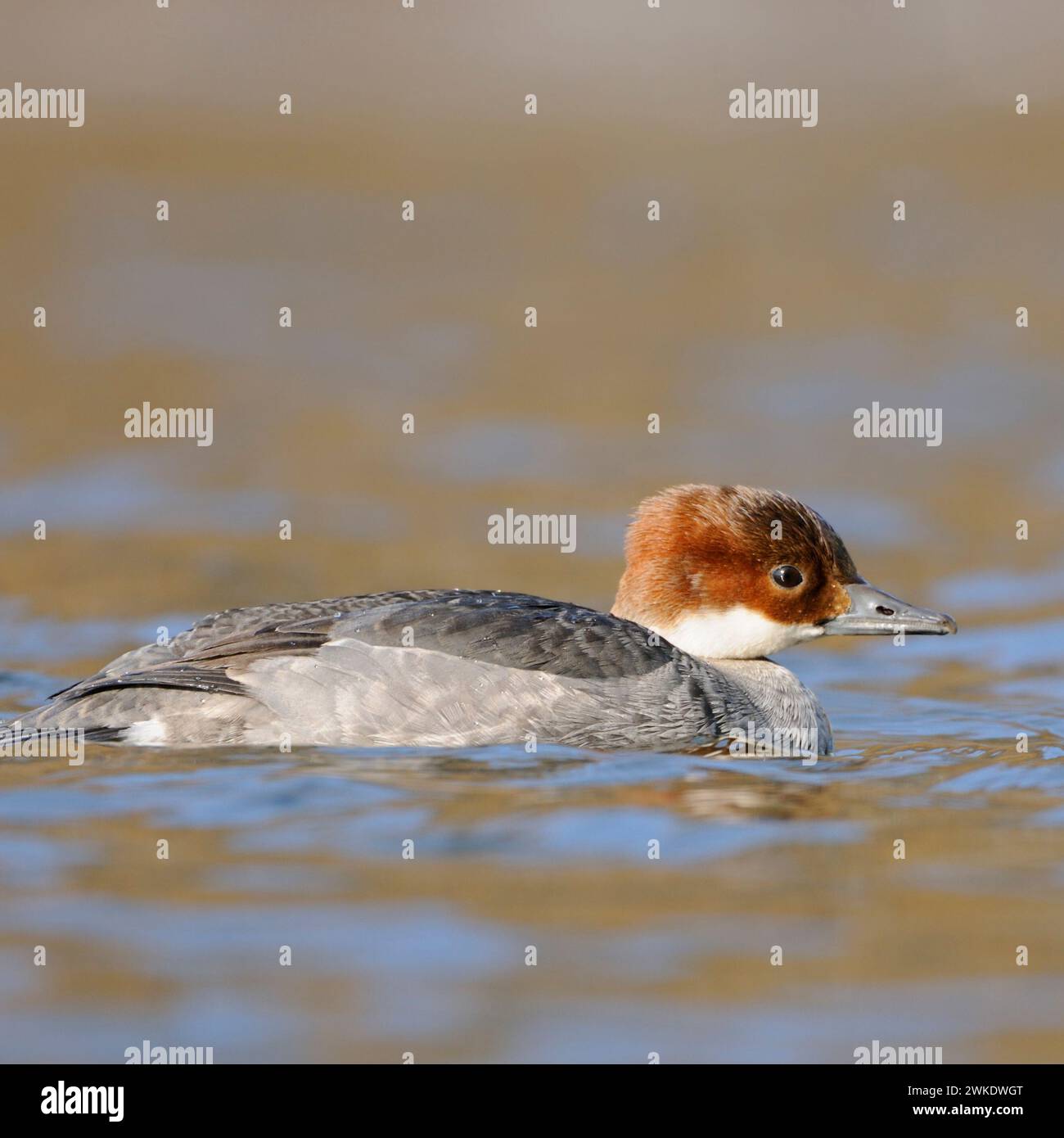 Female Smew ( Mergellus albellus ) swims on ice cold open water, winter ...