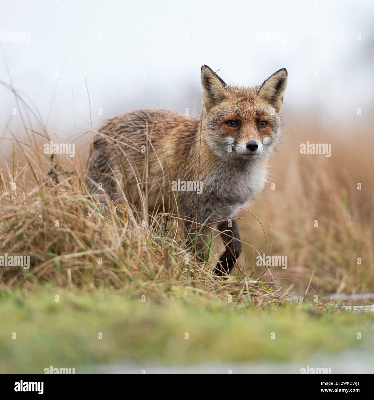 Red fox vulpes vulpes in marsh hi-res stock photography and images - Alamy