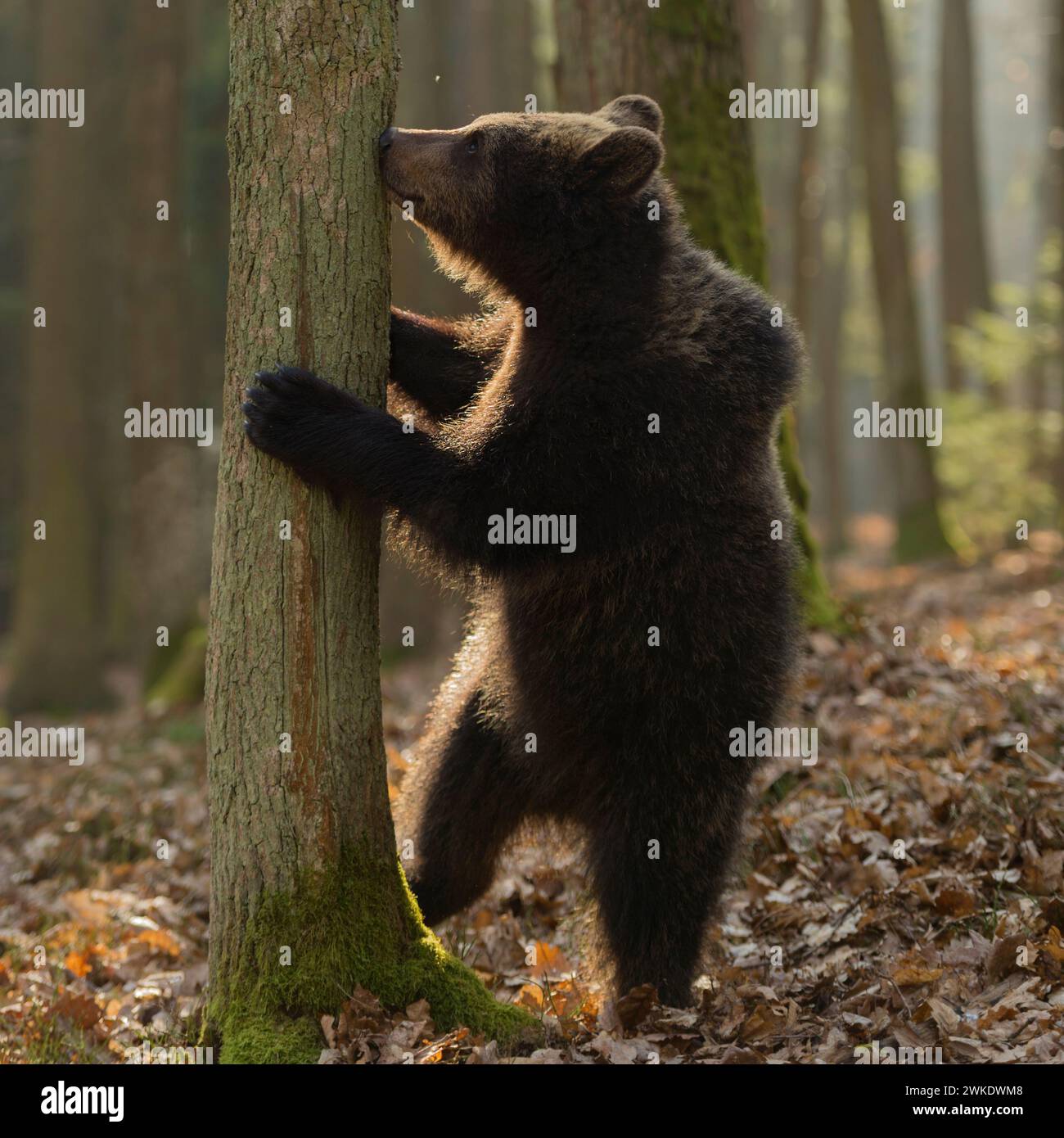 European Brown Bear ( Ursus arctos ), young animal, standing on hind ...