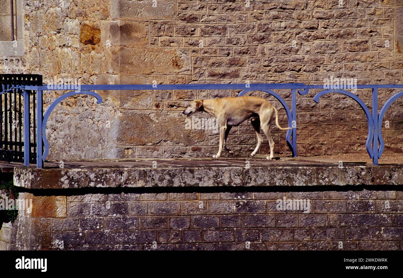 Guardian dog in front of a castle Stock Photo - Alamy