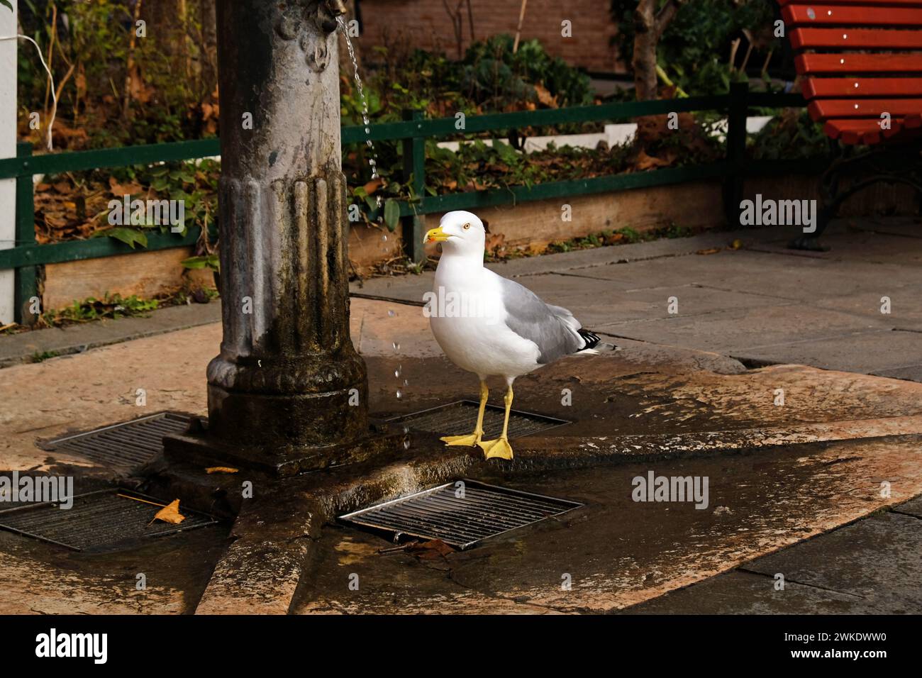 A seagull with white feather is drinking from fountain with its beak ...