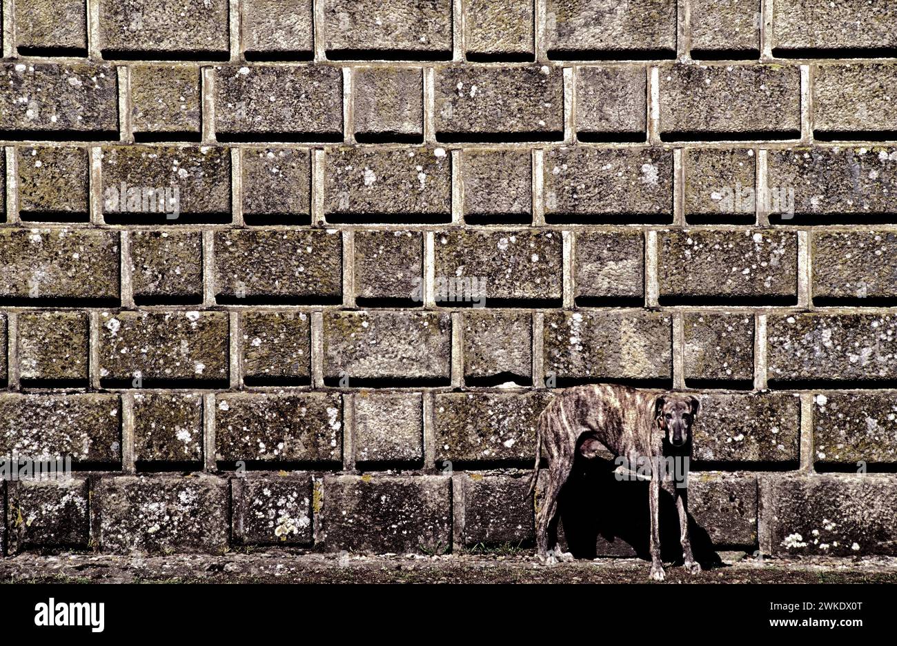 Guardian dog in front of a castle Stock Photo - Alamy