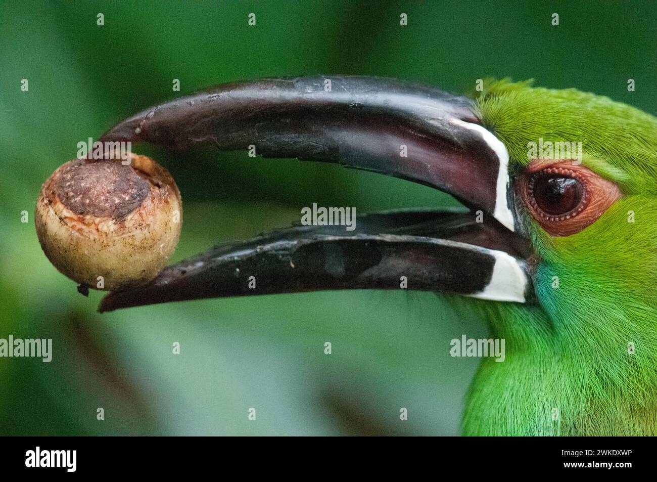 Zoo birdwatching hi-res stock photography and images - Alamy