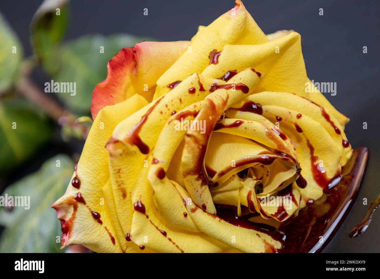 Concept with yellow rose and red blood on dark background. The ...