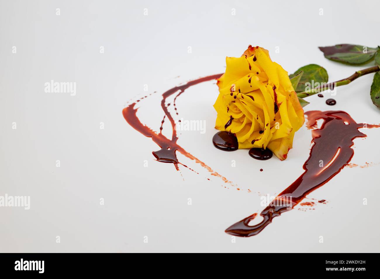 Concept with yellow rose and red blood on white background. The ...