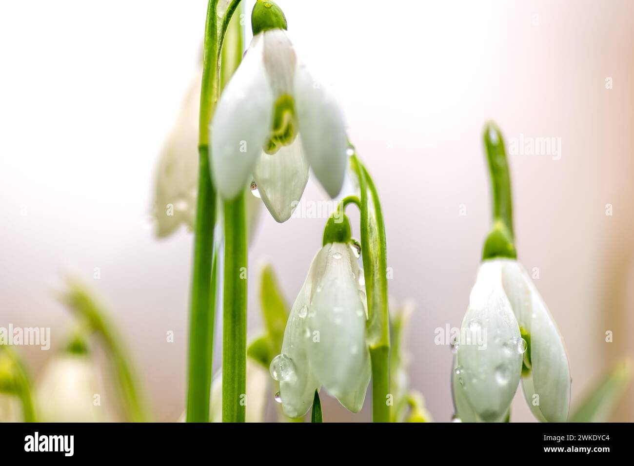 Macro close up low angle view of Snowdrops cover in morning dew against ...