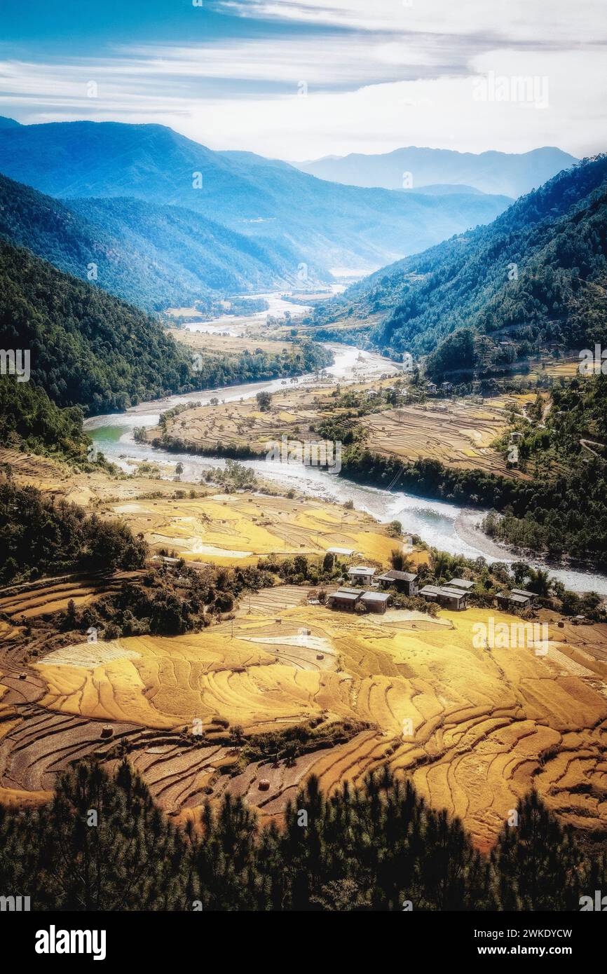 Rice fields cover the sides of the Mo Chu river in the upper Punakha ...