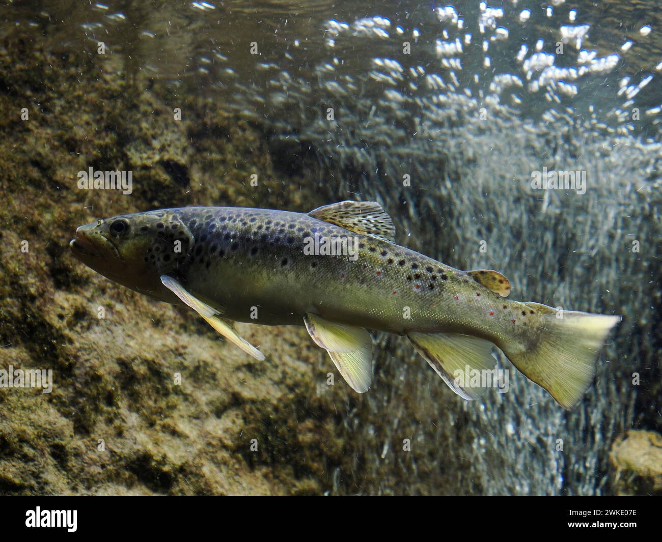 Underwater trouts hi-res stock photography and images - Alamy