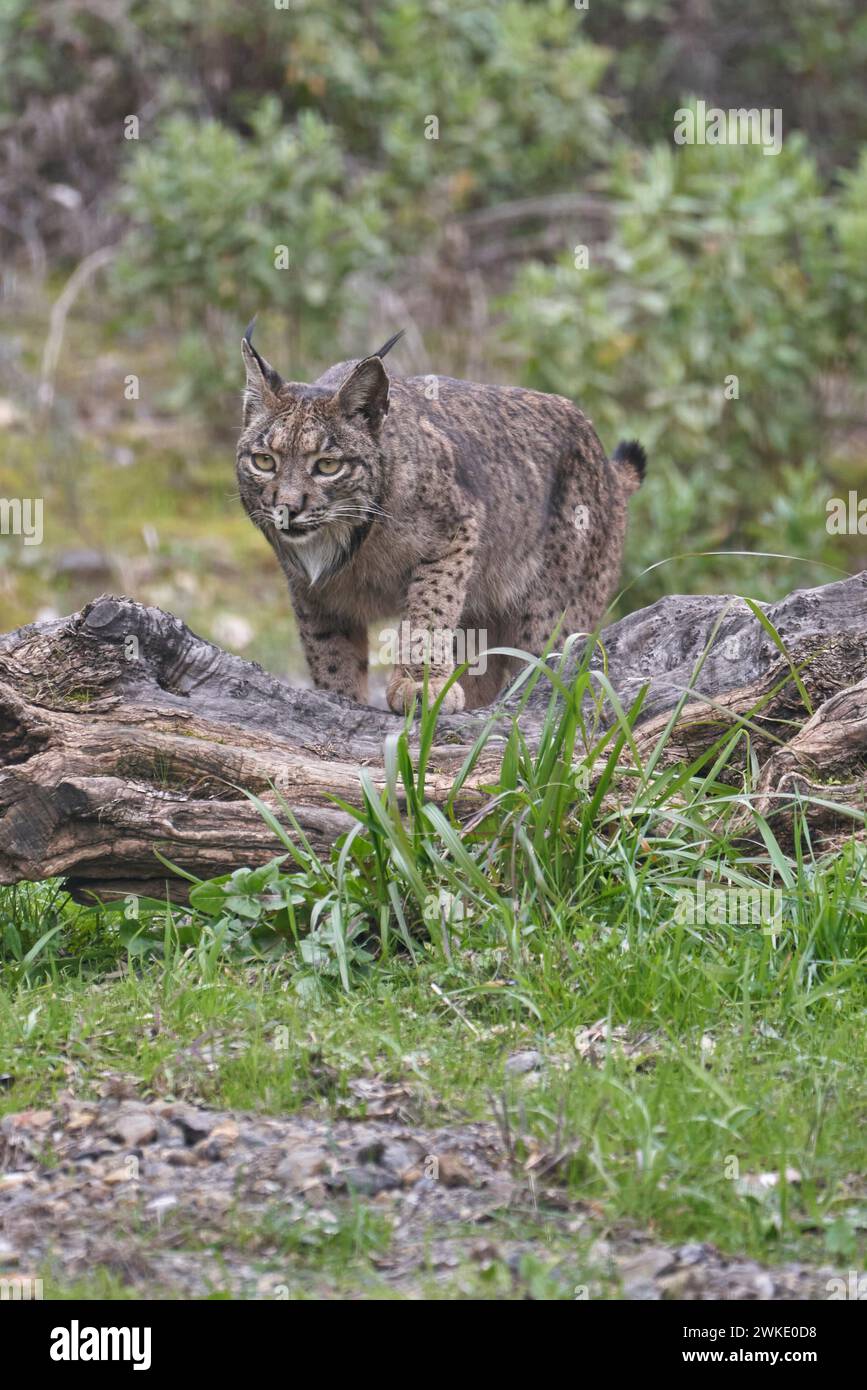 Lynx lynx paw hi-res stock photography and images - Alamy