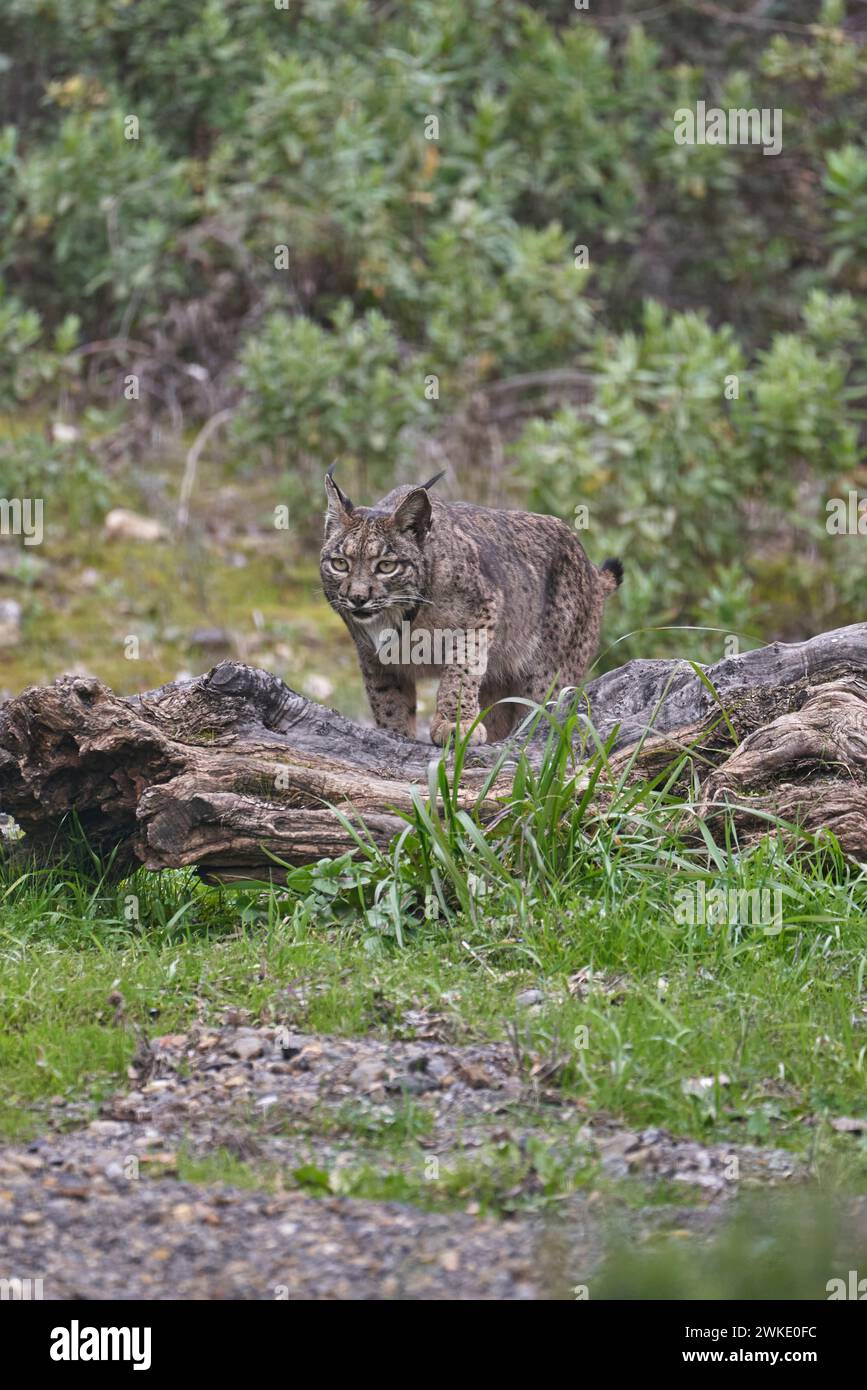Lynx lynx paw hi-res stock photography and images - Alamy