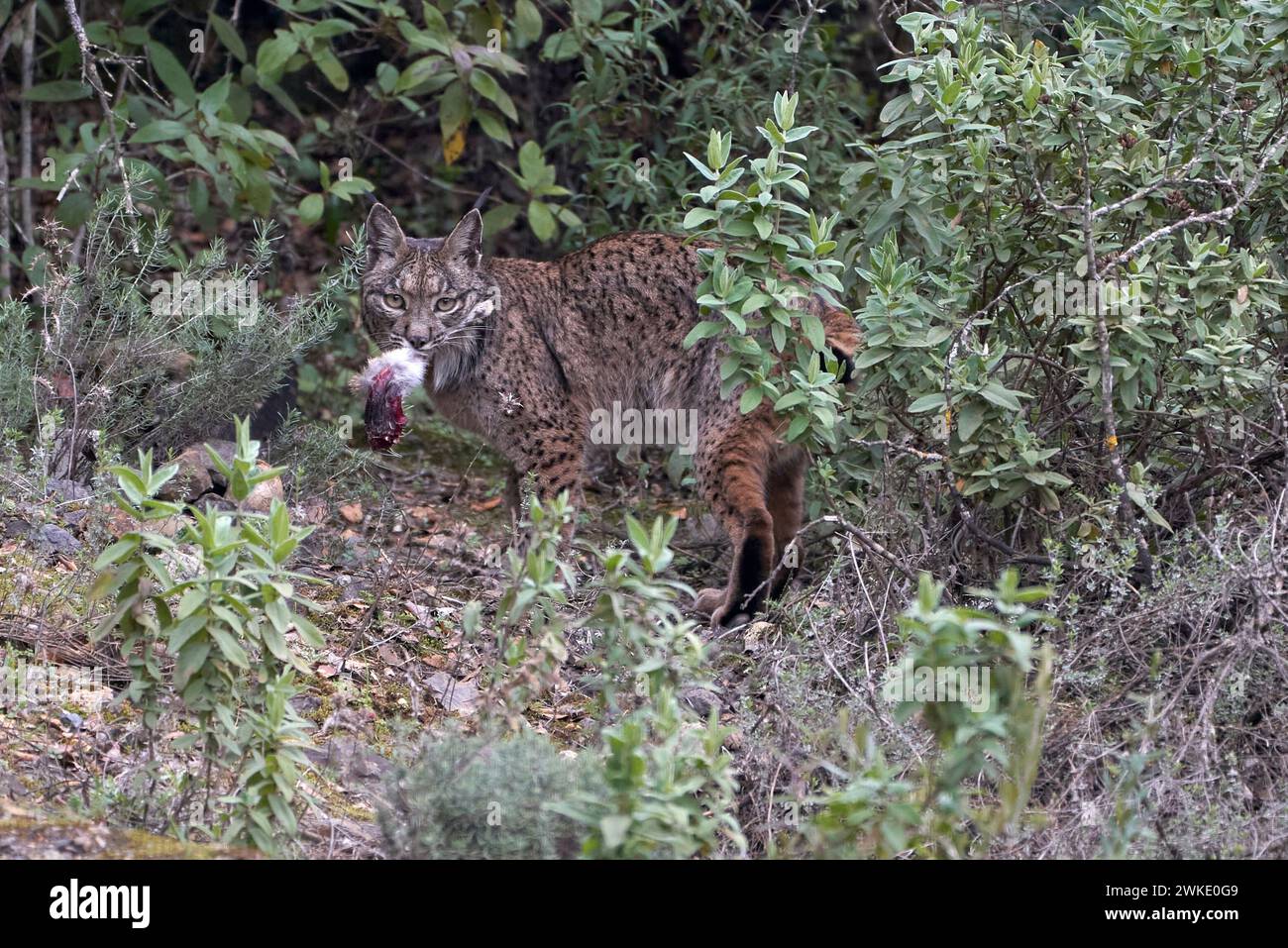 Beautiful portrait of an Iberian lynx with a rabbit's foot in its mouth ...