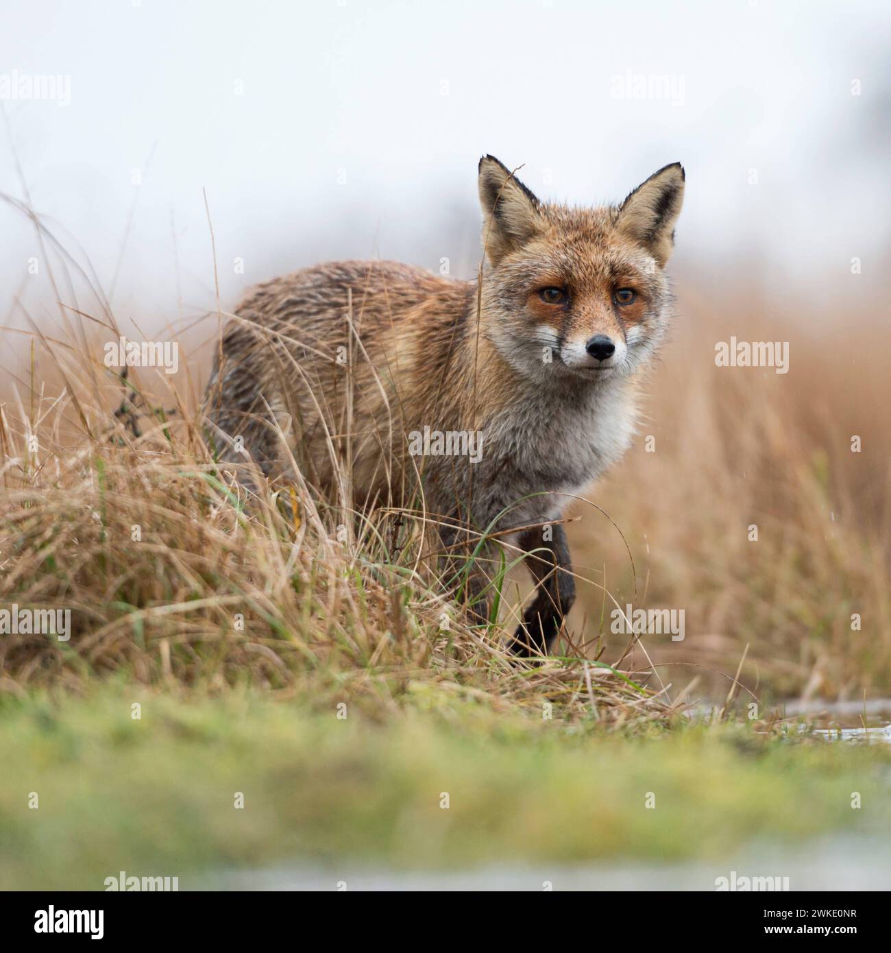 Laufen im teich hi-res stock photography and images - Alamy