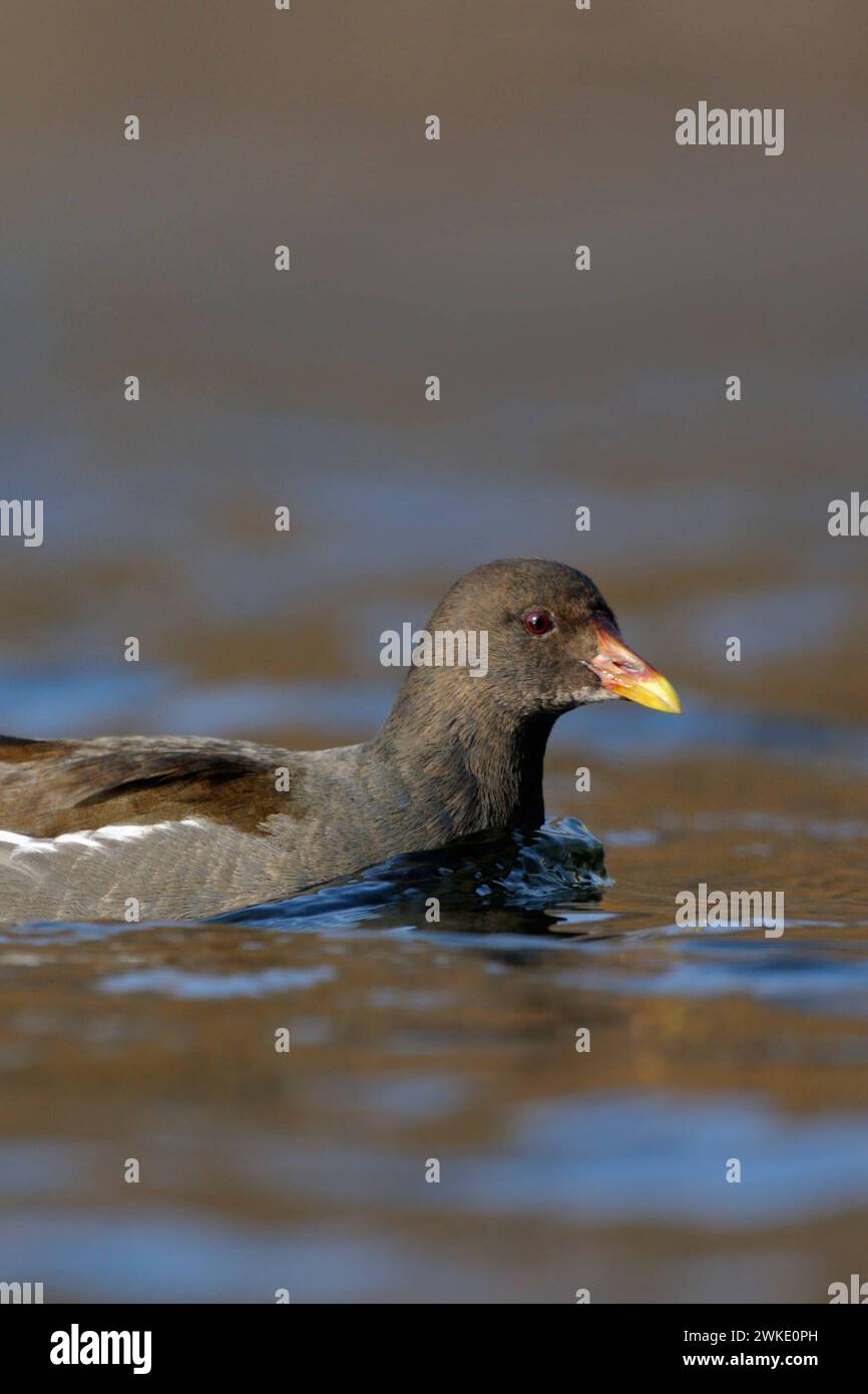 Fluss teichhuhn hi-res stock photography and images - Alamy