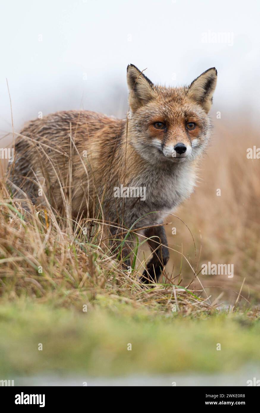 Zorro europa hi-res stock photography and images - Alamy
