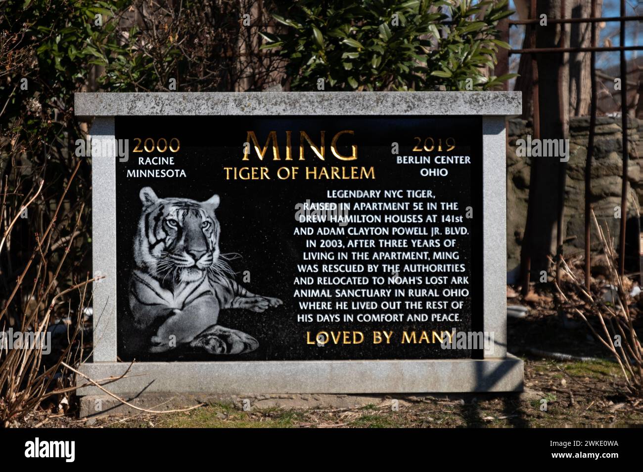 A large headstone for MIng, the Tiger of Harlem, who was raised for 3 ...