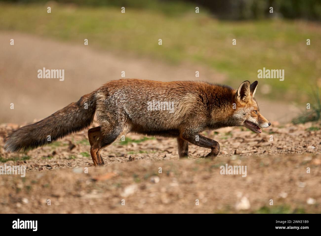 Beautiful side portrait of common fox with its mouth open showing its ...