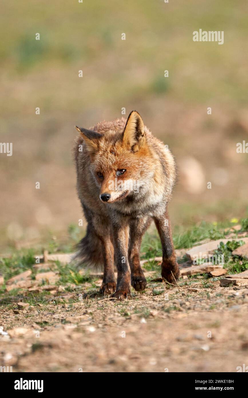 Injured fox hi-res stock photography and images - Alamy