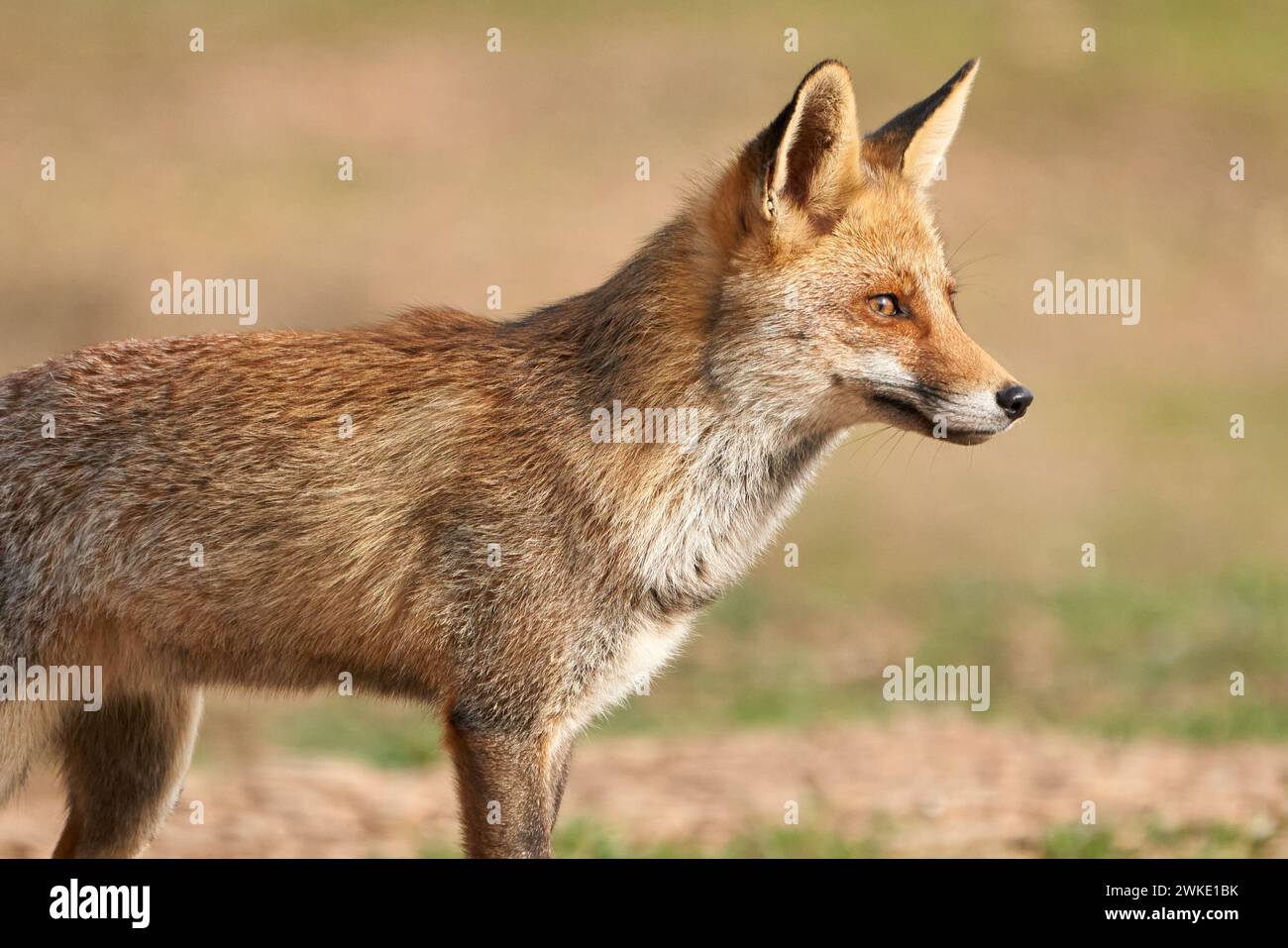 Fox head side hi-res stock photography and images - Alamy