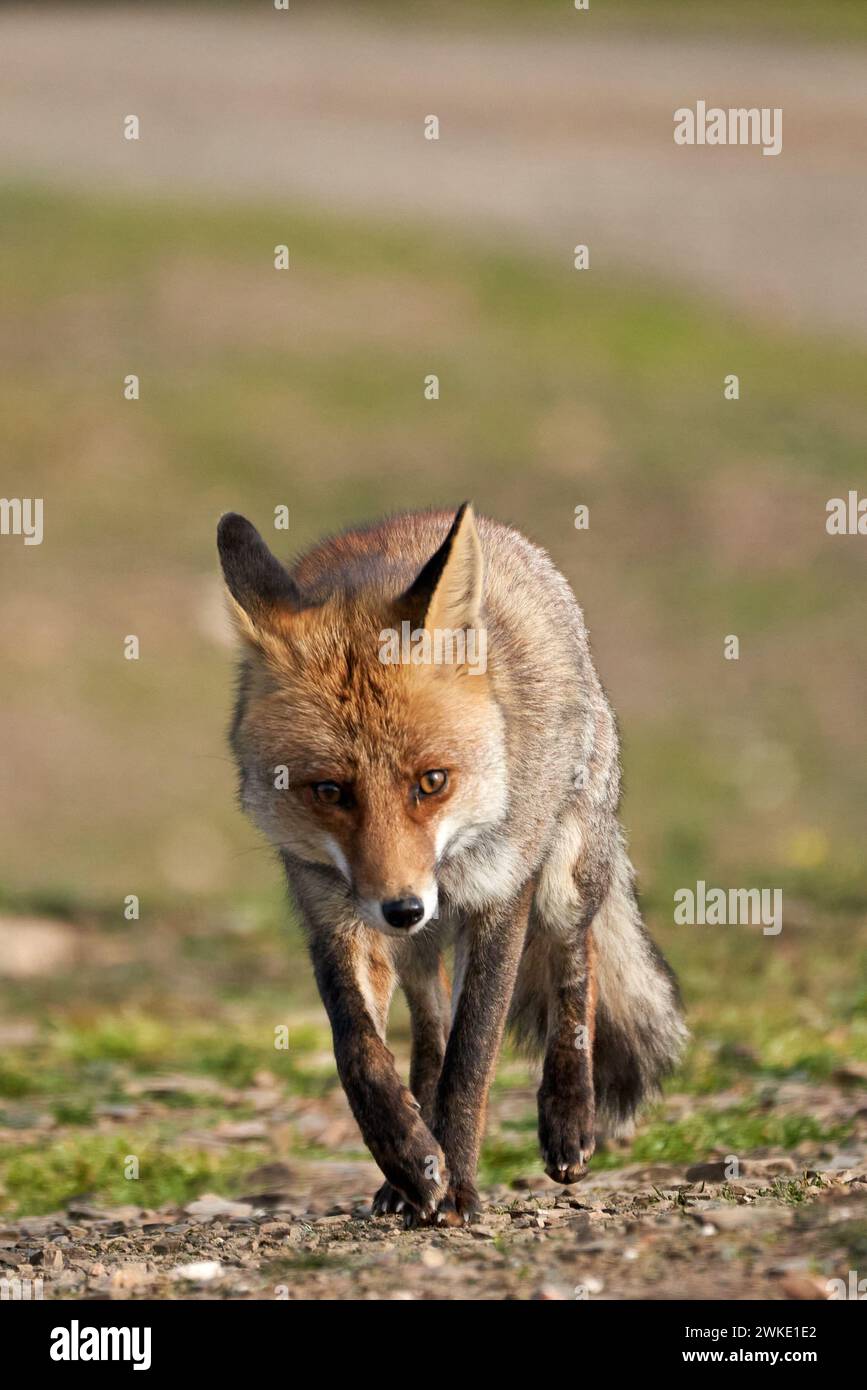 Beautiful vertical portrait of common fox walks through the forest with ...